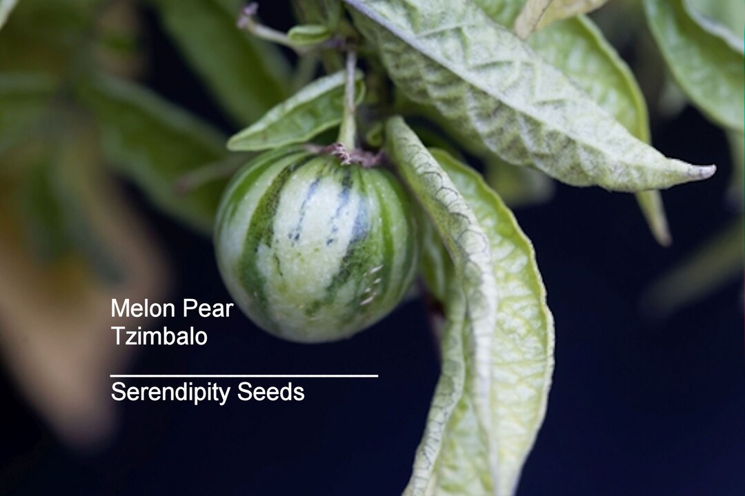 10 Heirloom Melon Pear Seeds -tzimbalo- Buy More Save More-mix & Match ...