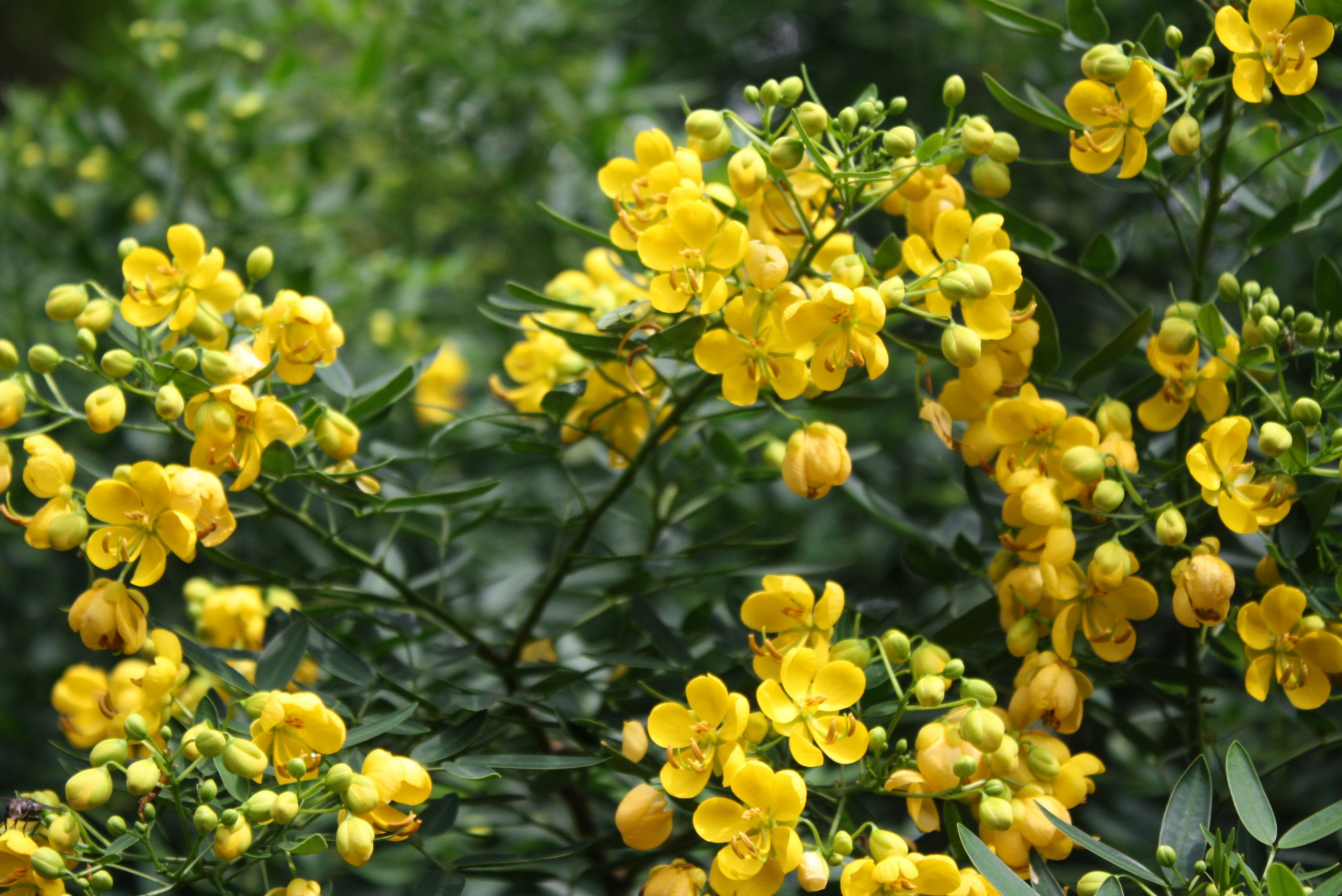 Cassia Tree Varieties