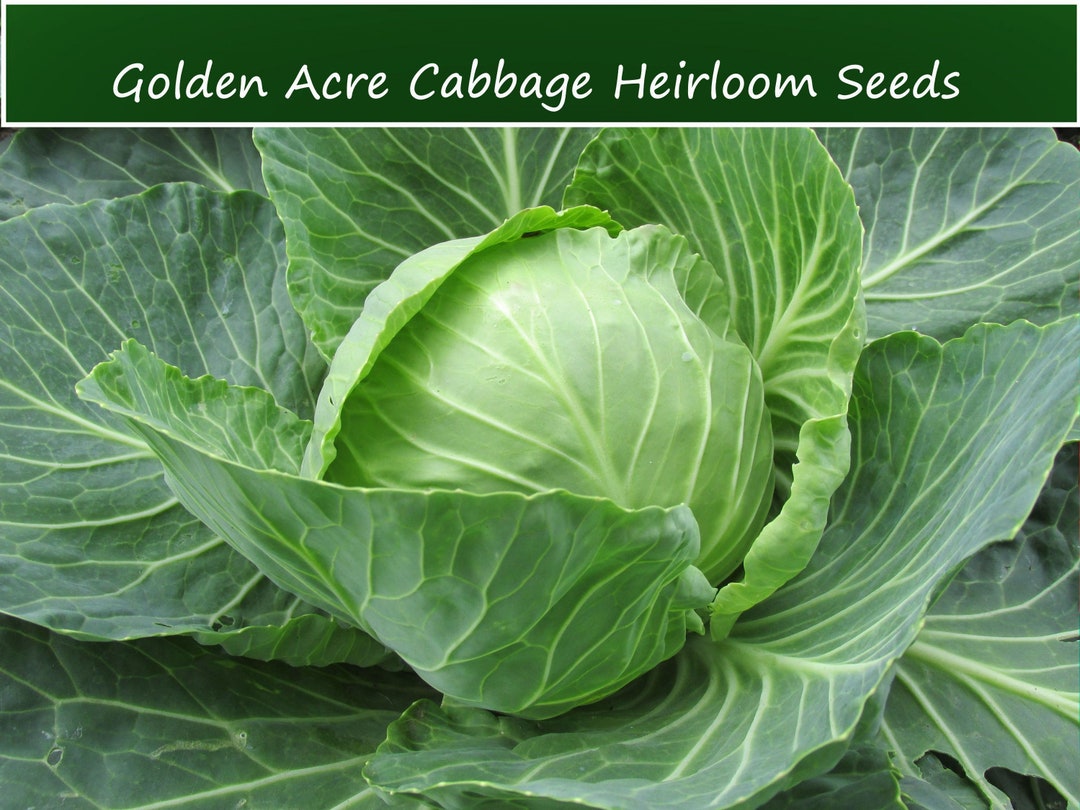 Vegetable Seeds-golden Acre Cabbage-100 Heirloom Seeds Beautifully ...