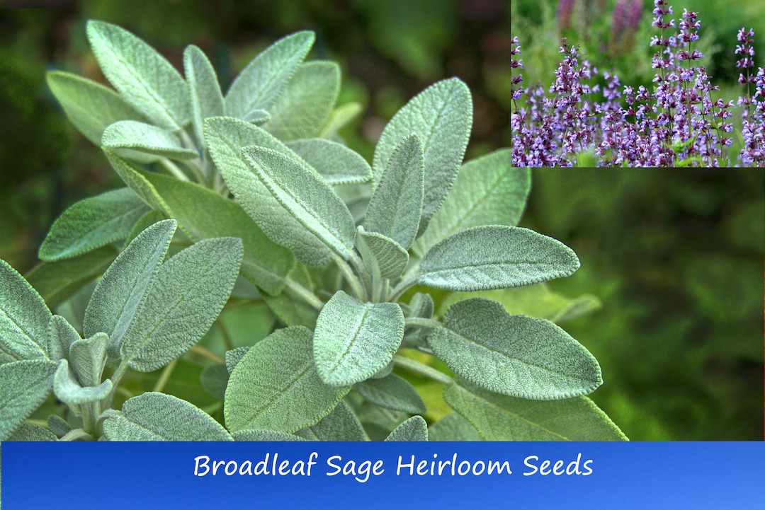 Herb Seeds-broadleaf SAGE - 25 Heirloom Garden Herb Seeds! - Etsy