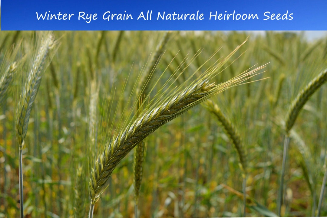 Grain Seeds -winter Rye - 200 Seeds-heirloom- Grow Your Own Grain and ...