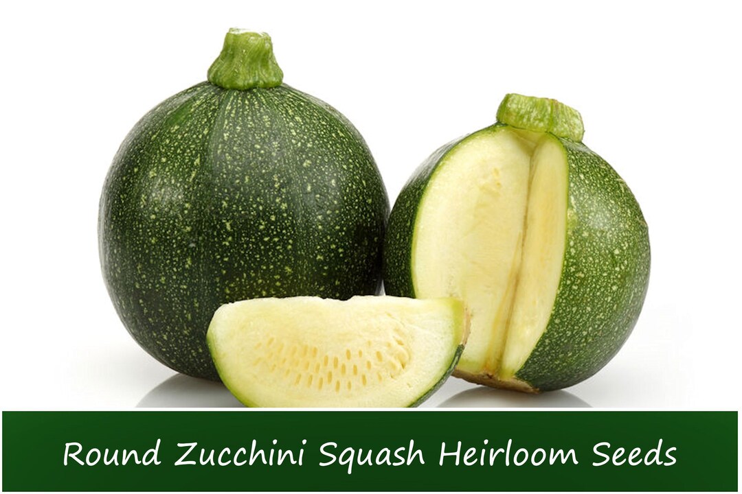 Vegetable Seeds Squash-Round Zucchini Squash 10 Seeds Heirloom ...