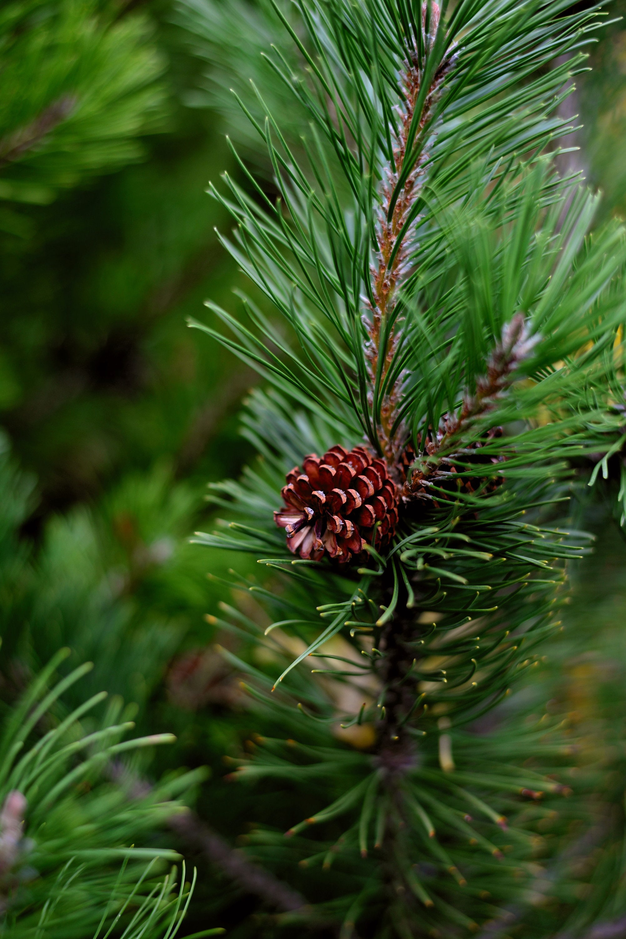 Jack Pine Tree 10 Seeds Bonsai or Standard tree Short | Etsy