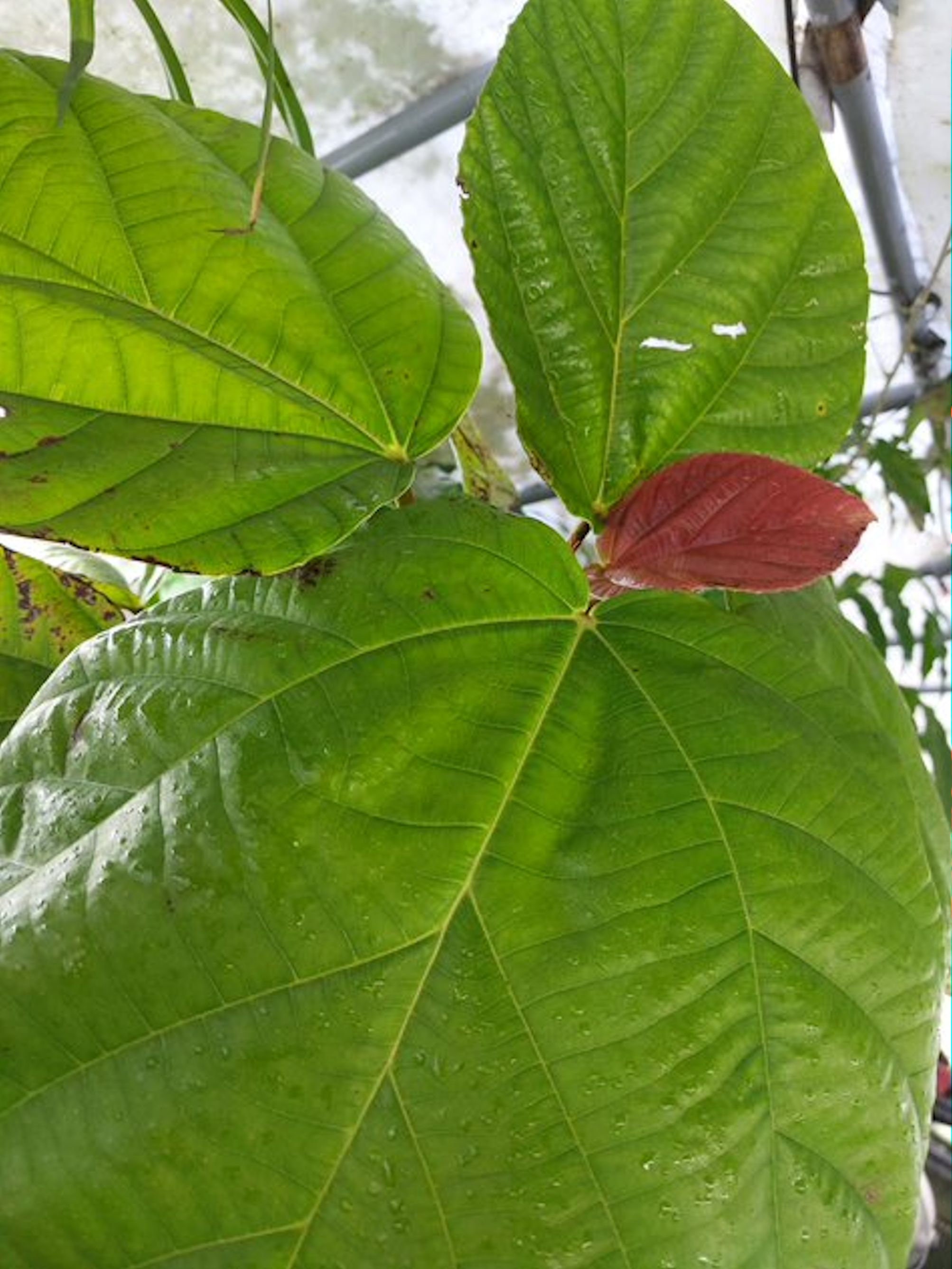 20 Heirloom Seeds -ficus Auriculata Elephant Ear Fig Tree Seeds ...