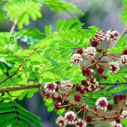 DOUBLE PORTULACA Moss Rose Mix Drought Tolerant Dry Soil 30 | Etsy