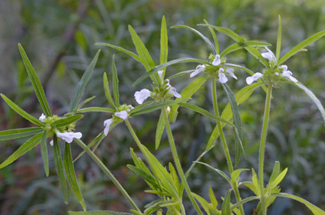 Herb Seeds leucas Aspera Thumbai 20 Garden Herb Seeds See - Etsy