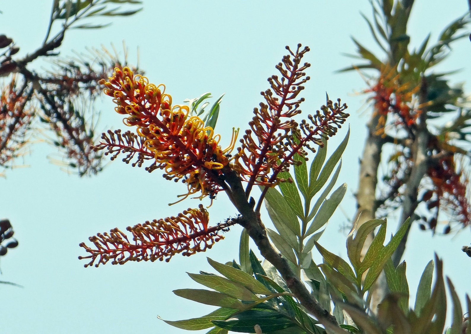 10 Heirloom Tropical Silky Oak Seeds! -tropical or Bonsai Gardening ...