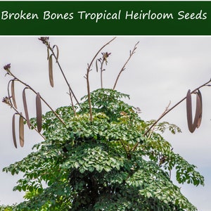 Tropical Seeds- Broken Bones Tree -20 Heirloom Seeds -tropical Indian ...