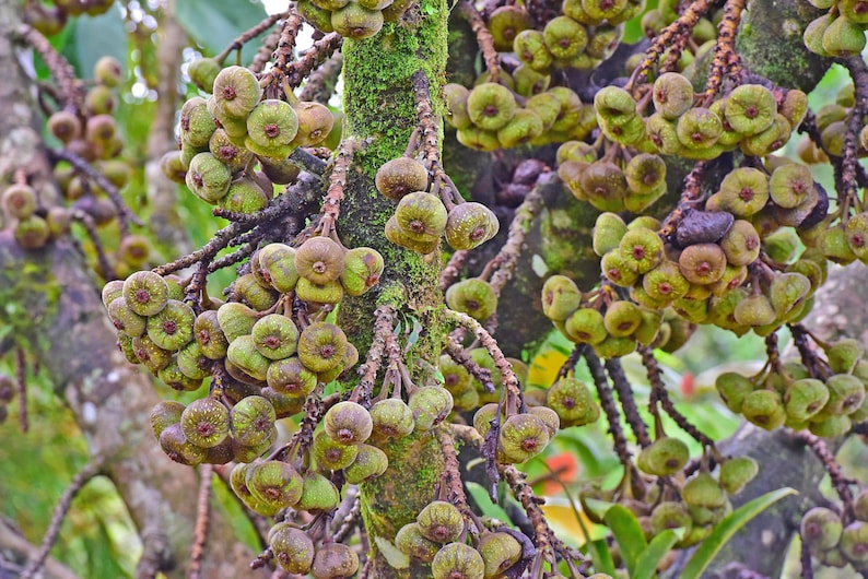 20 Heirloom Seeds -ficus Auriculata Elephant Ear Fig Tree Seeds ...
