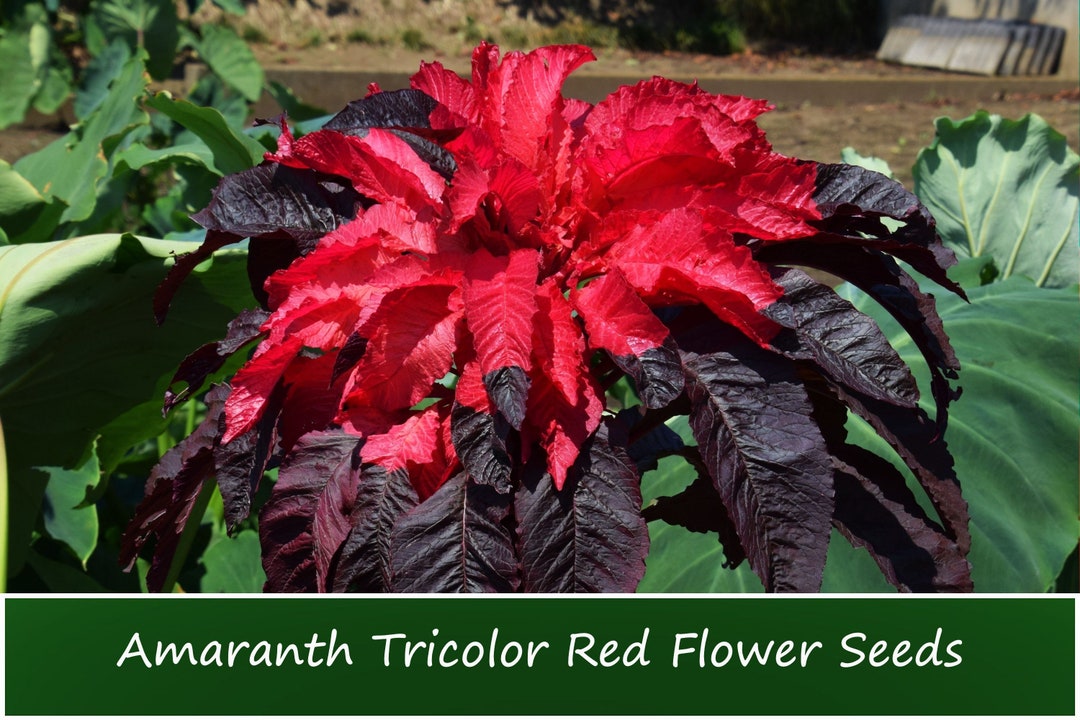 100 Heirloom Flower Seeds -amaranthus Tricolor -early Splendor- -annual ...