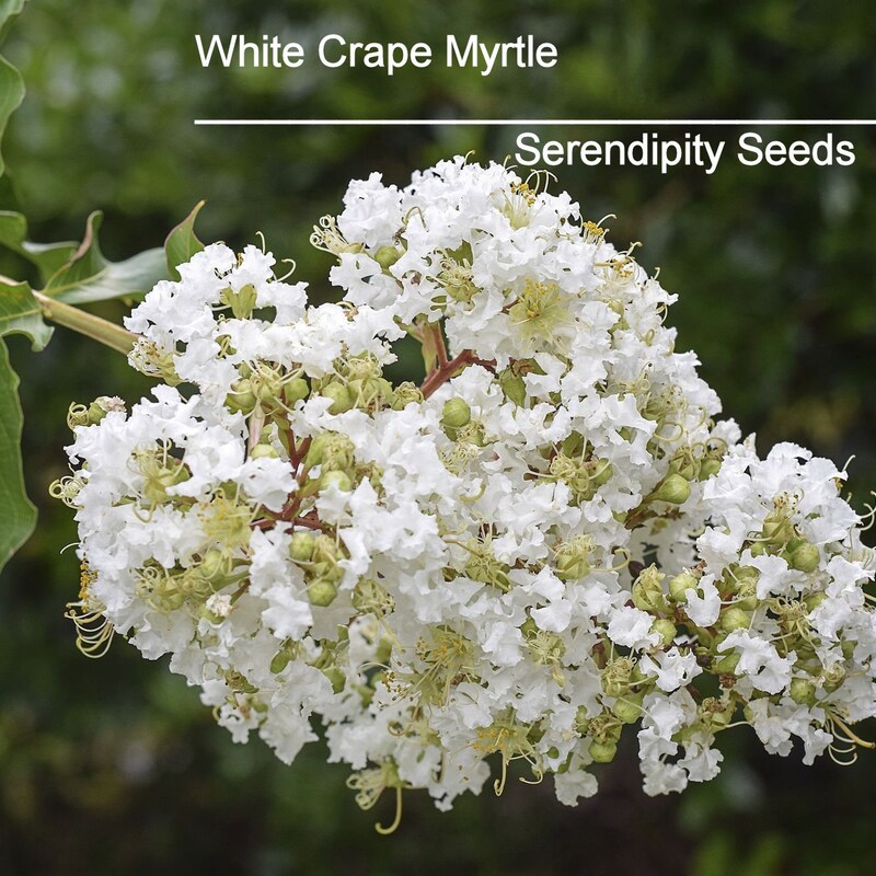 Dwarf Crape Myrtle - Etsy