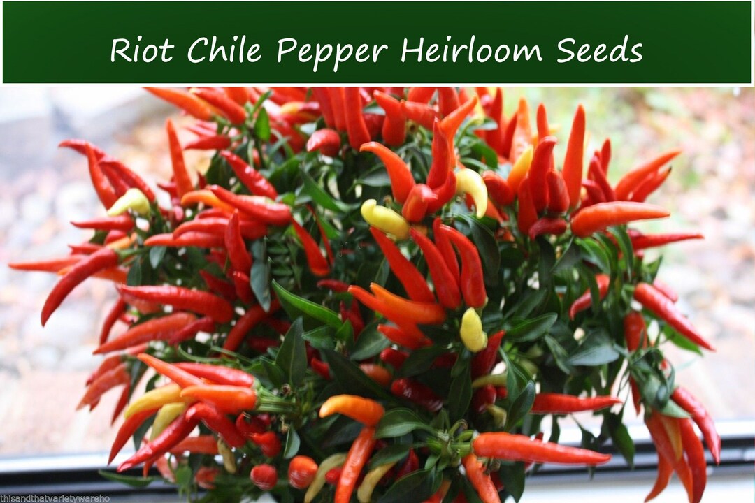 20 Heirloom Pepper Seeds-riot Chile Pepper -all Natural -vibrant Fruit ...
