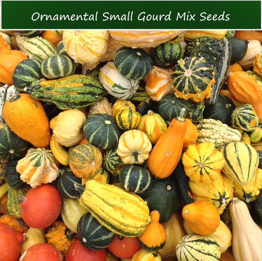 Gourd Seeds Ornamental Small Gourd Mix 20 Seeds-great for Decorating ...