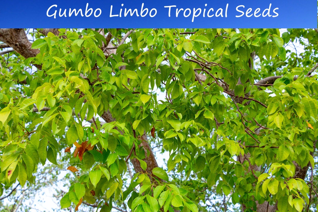 10 Heirloom Gumbo Limbo Tropical Seeds -bursera Simaruba-buy More Save ...