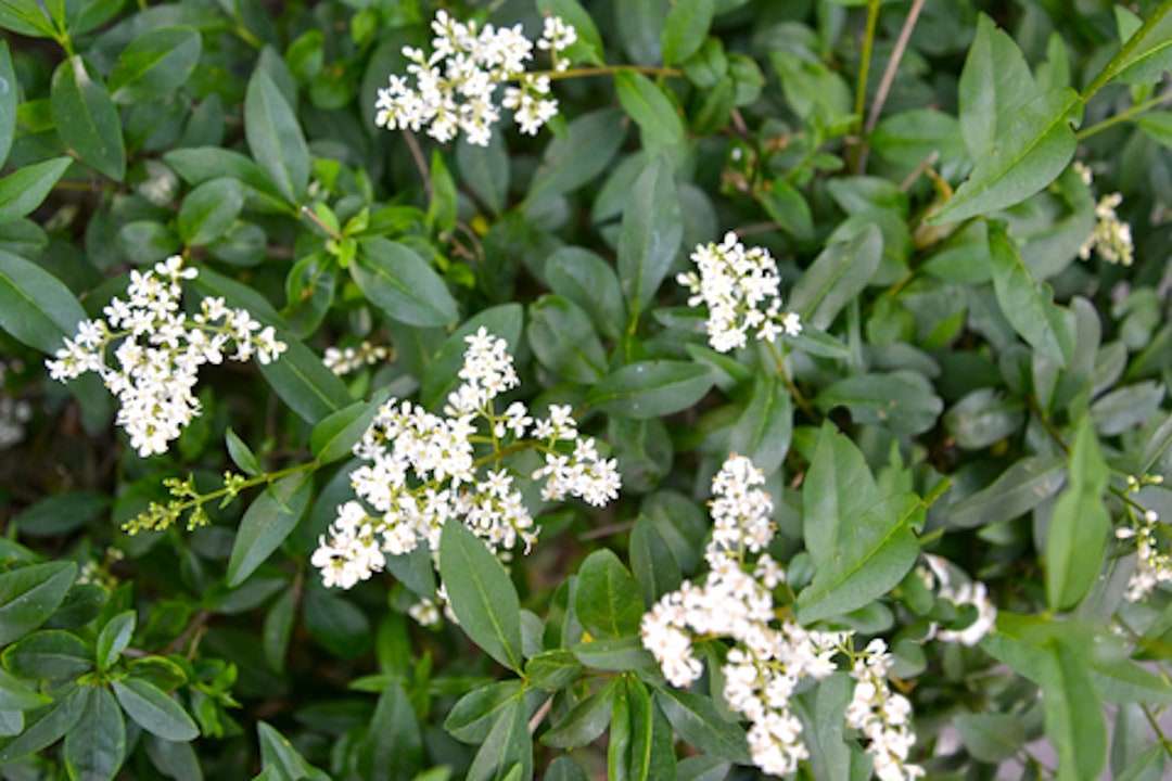 20 Seeds Classic Privet Shrub Ligustrum Vulgare Save Big on More Packs ...