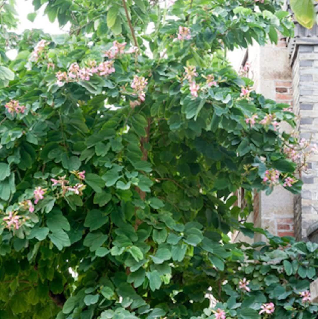 Tropical Seeds semla Orchid 5 Heirloom Seeds Standard or Container ...