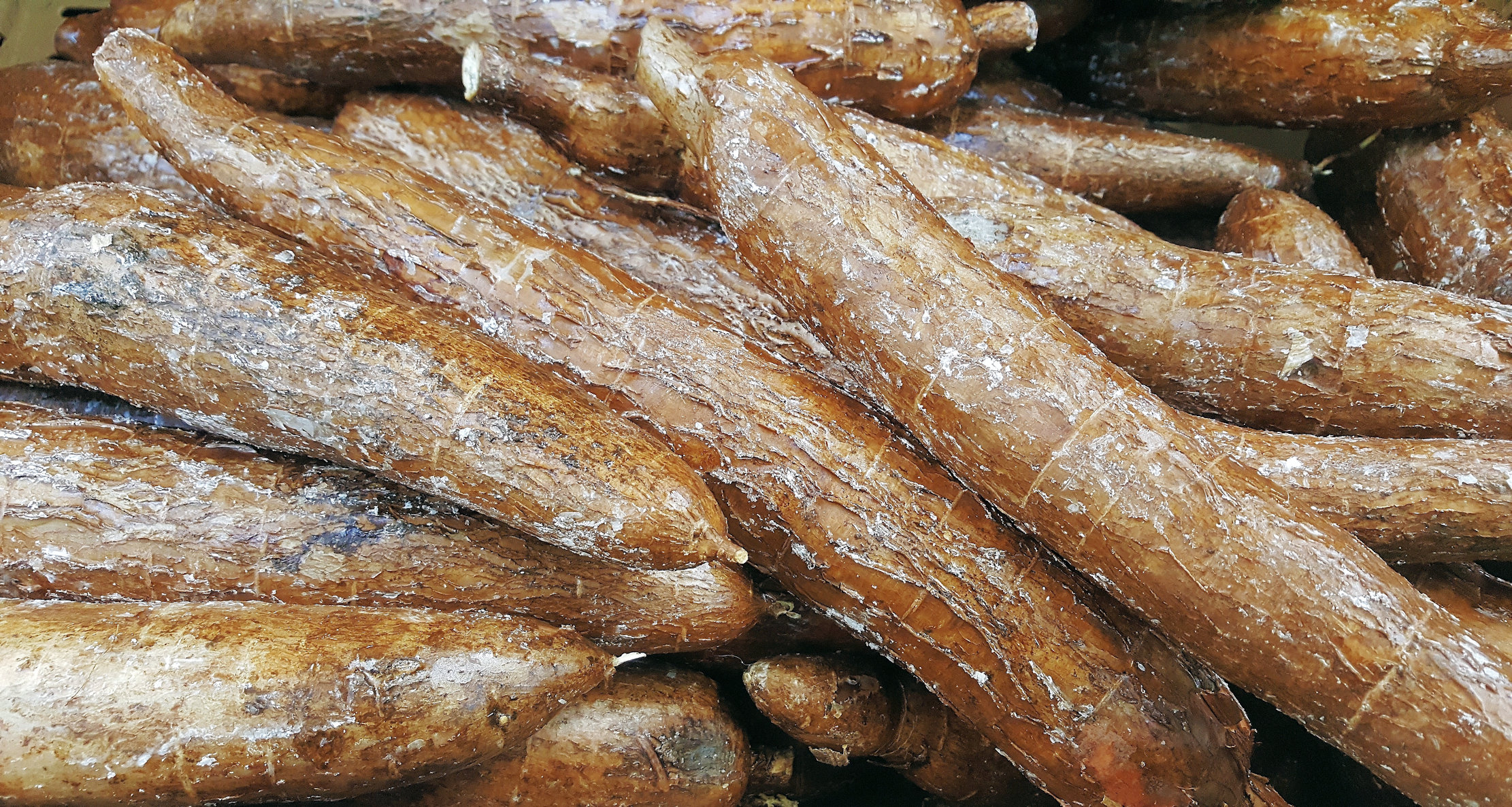 5 RARE Tropical Heirloom Seeds -tapioca Plant Seed - Cassava ...