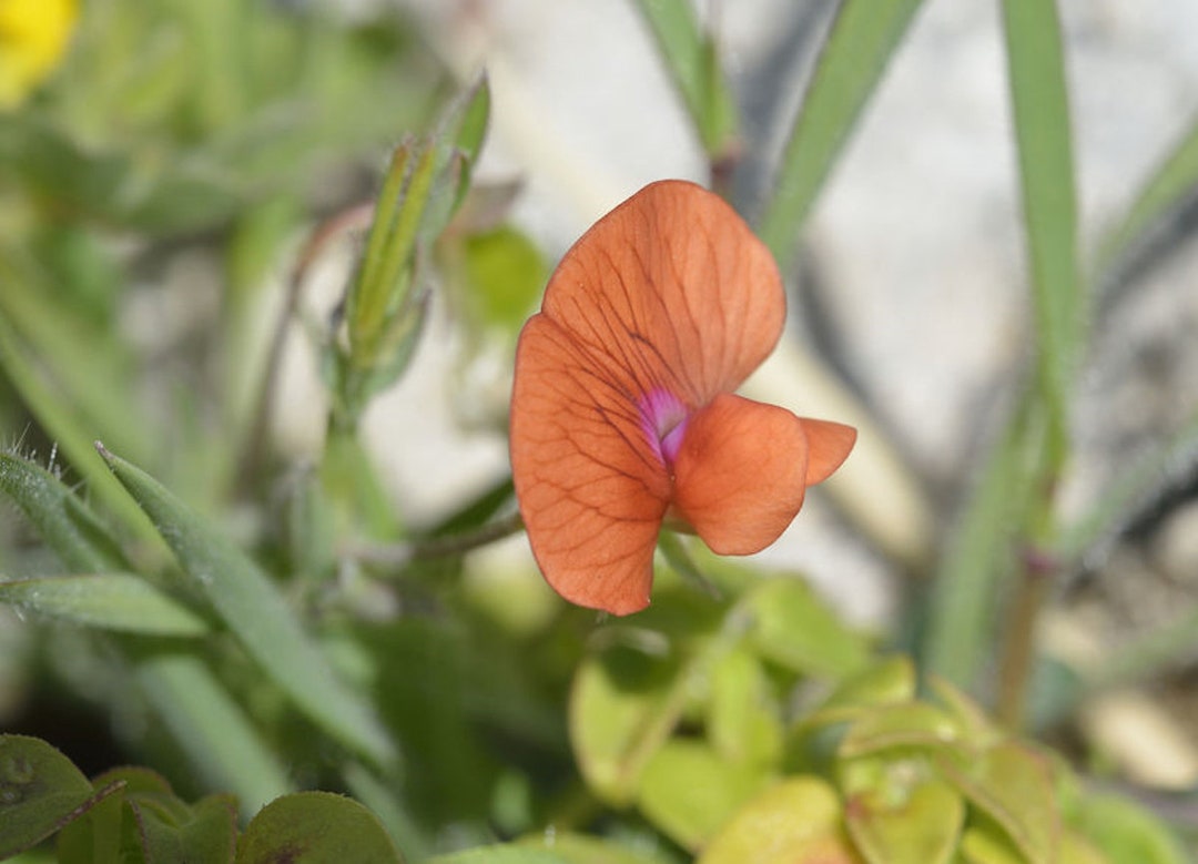 20 Heirloom Seeds- Sweet Pea Prince of Orange - Wildflower- Border ...
