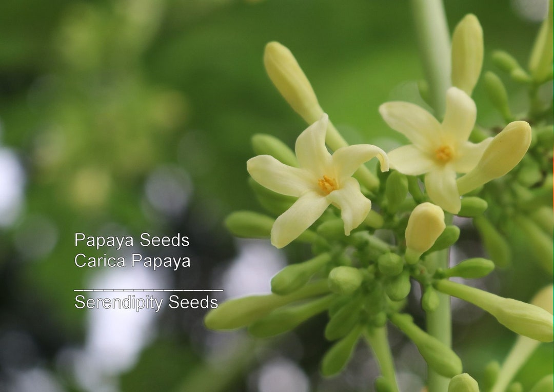 Papaya Tree 20 Heirloom Seeds -carica Papaya - Perfect for Container ...
