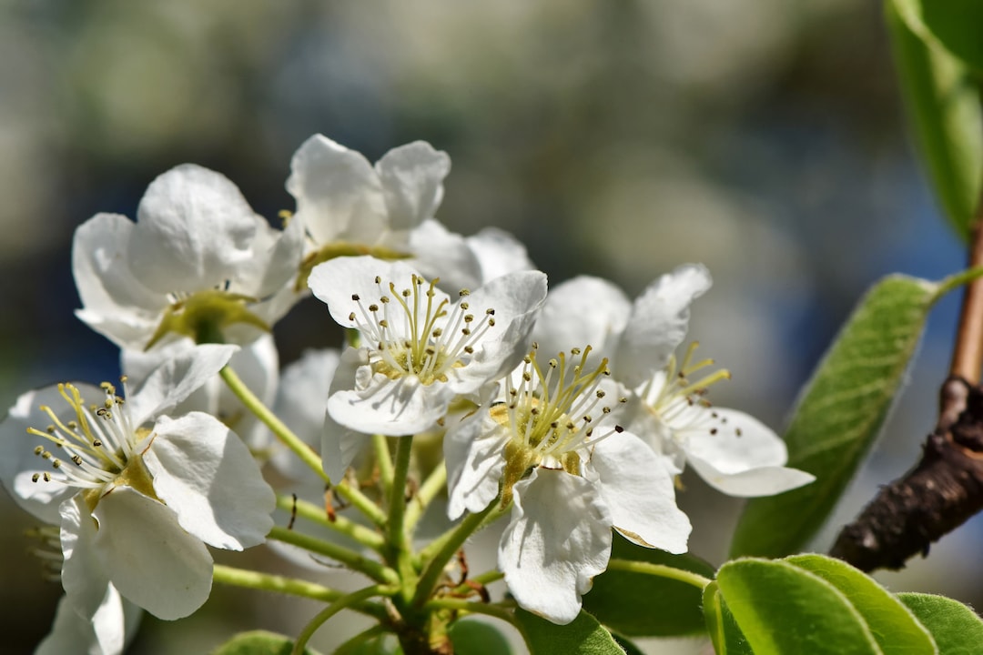 Tropical Seeds Assam Apple 10 Seeds docynia Indica - Etsy