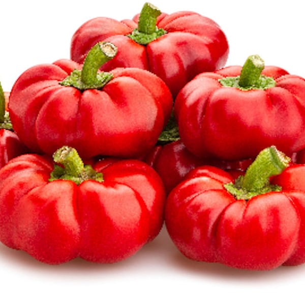 Pimento Pepper Plant - Etsy