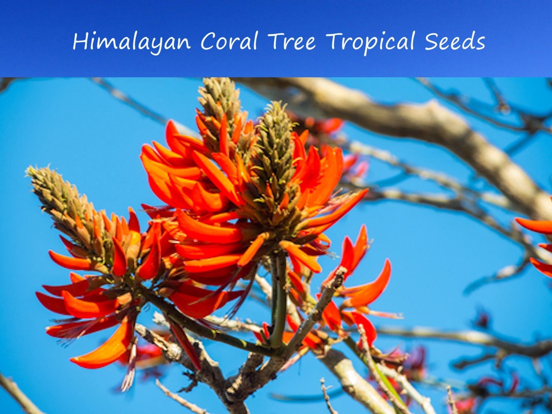Tropical Seeds -himalayan Coral Tree- 5 Heirloom Seeds Erythrina ...