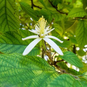 Tropical Seeds Grewia Optiva Bihul 20 Seeds great Potted Tropical Multi ...