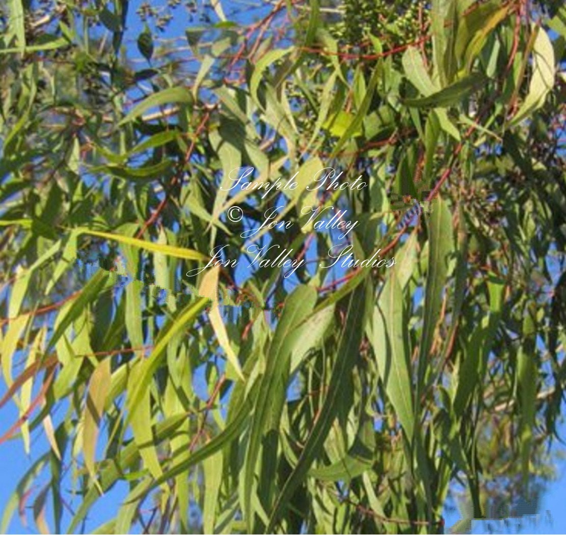 Eucalyptus citriodora Tree 20 seeds Lemon-Scented Gum Smooth | Etsy