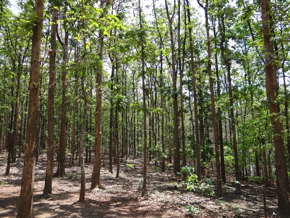 White Teak Tree