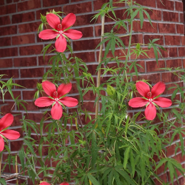 Texas Star Hibiscus - Etsy