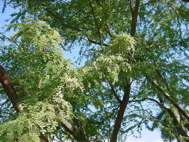 5 Heirloom Tropical Seeds -shami Khari Prosopis Cineraria-save Big on ...