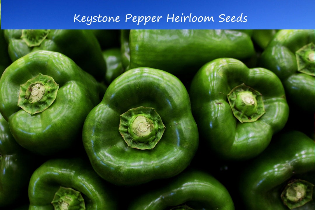 40 Heirloom Pepper Seeds-keystone Resistant Giant -40 Vegetable Seeds ...