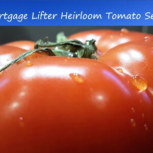 20 Heirloom Vegetable Tomato Seeds - Mortgage Lifter - All Natural- Large Can Get 2lbs! Save Big ...