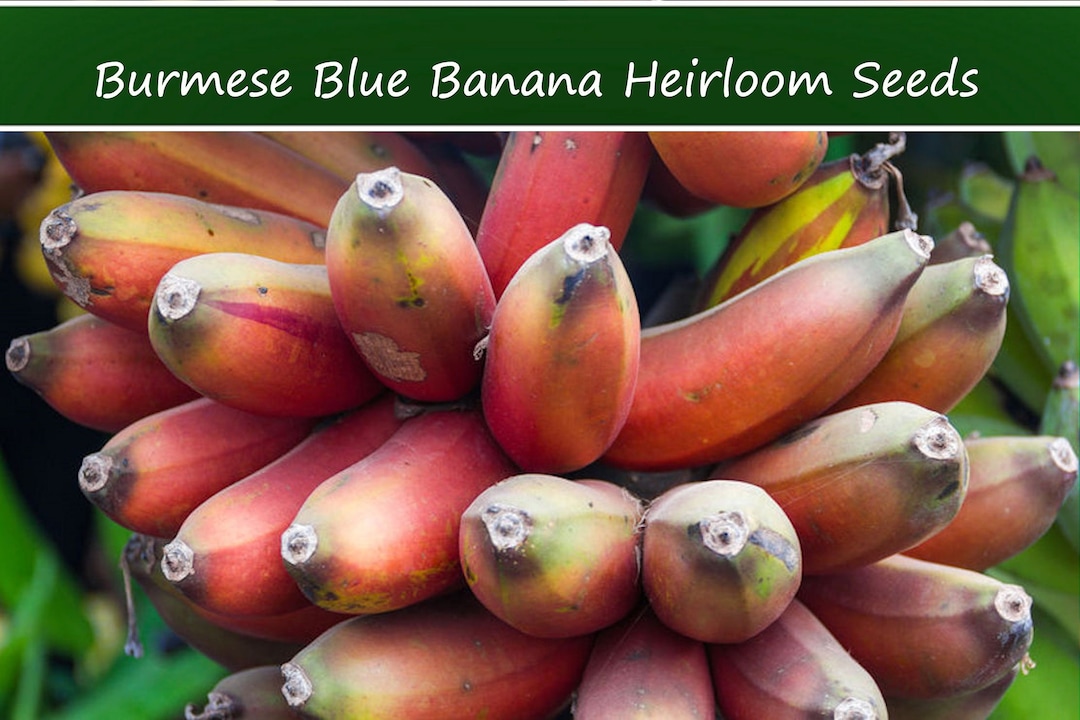 Tropical Seeds burmese Blue Banana 5 Seeds Perfect Container Plant ...
