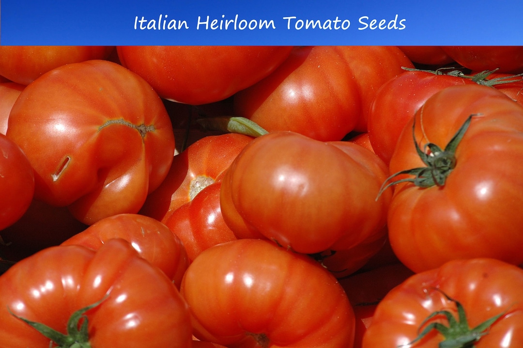 20 All Natural Heirloom Tomato Seeds -italian Heirloom - Vegetable ...