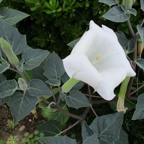 White Trumpet Flower - Etsy