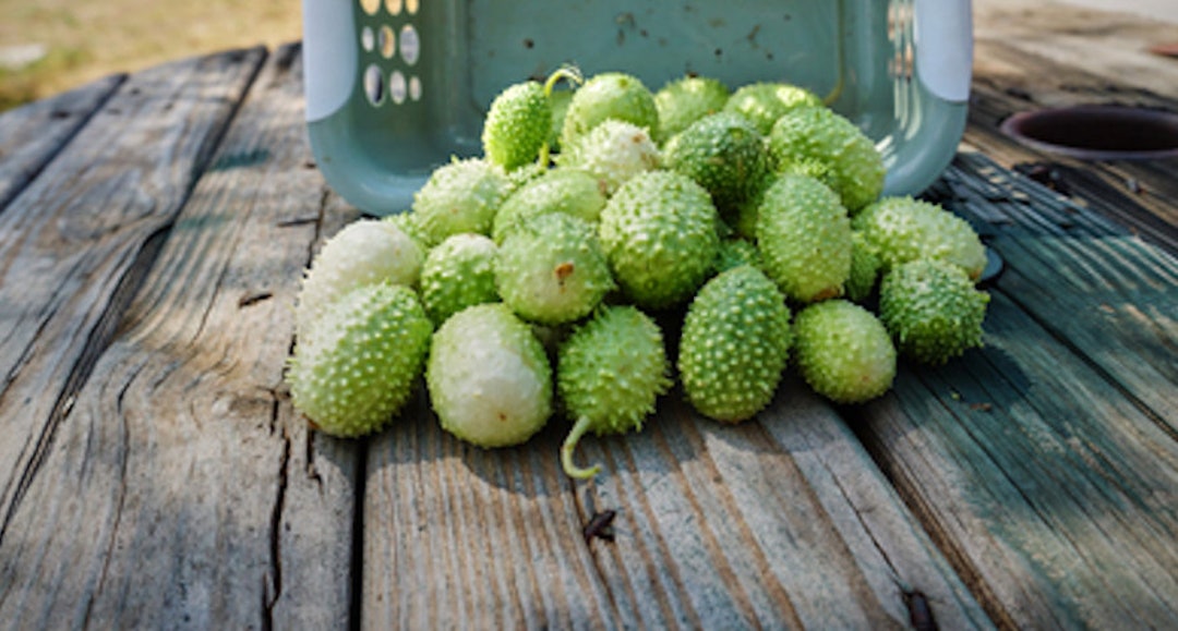 10 Heirloom Seeds Jamaican Burr Cucumber-gherkin- Rare -unique and Fun ...
