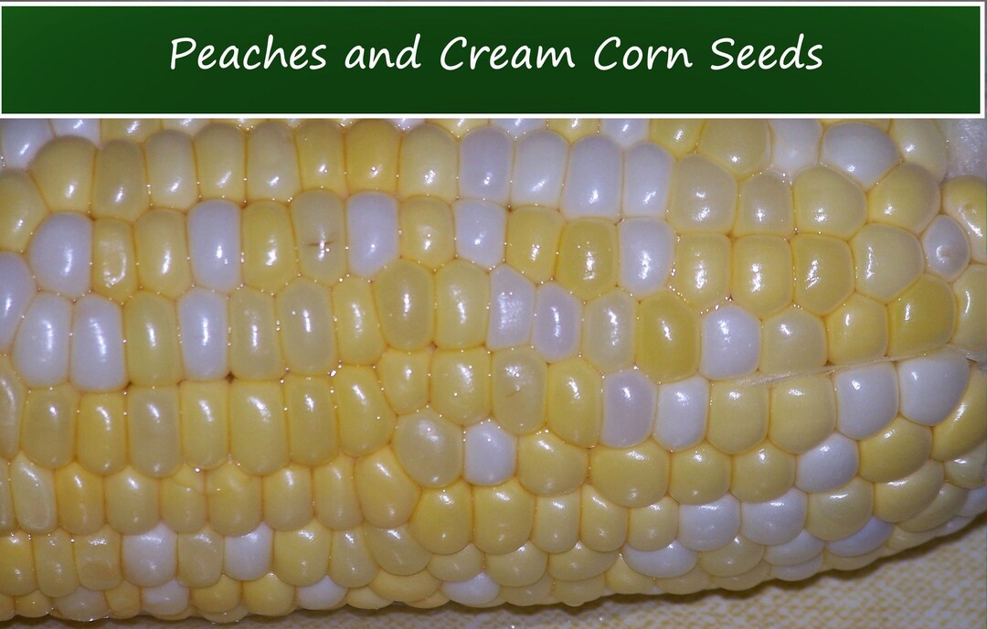 100 Vegetable Seeds -peaches and Cream Sweet Corn -two Colors Two Flavors! Super Sweet! Bi Color ...