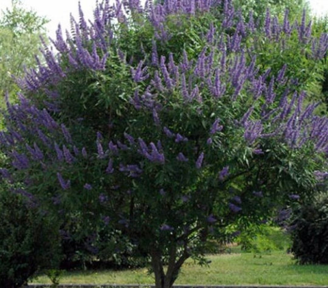Chaste Tree 30 Seeds purple Flower Plumes Aromatic Attracts Hummingbird ...