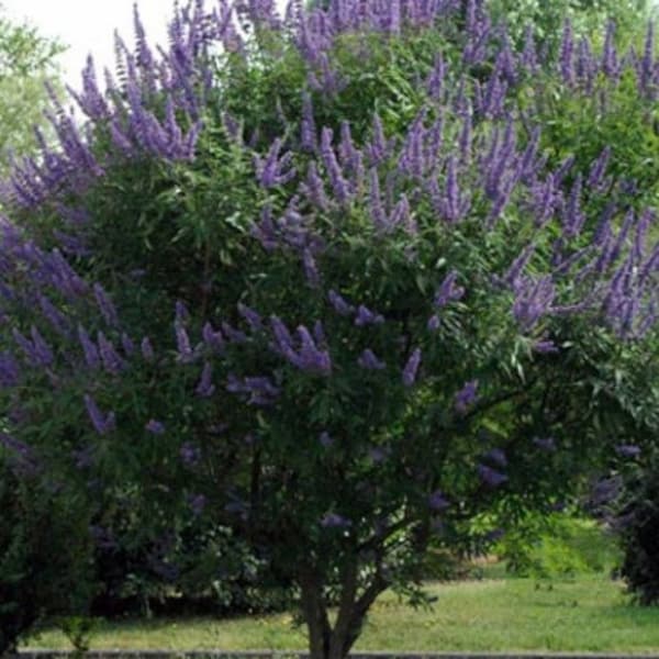 Vitex Tree - Etsy