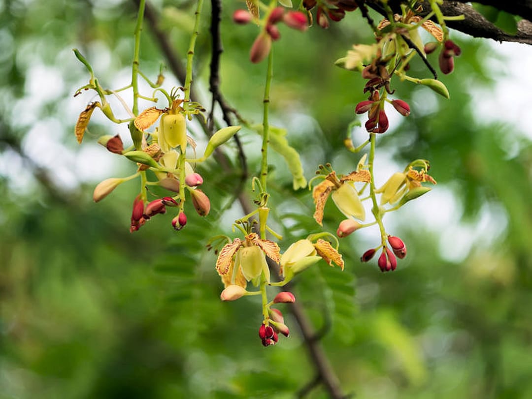 10 Tropical Seeds - Tamarind Tree - Multi Purpose Plant- Tamarindus ...