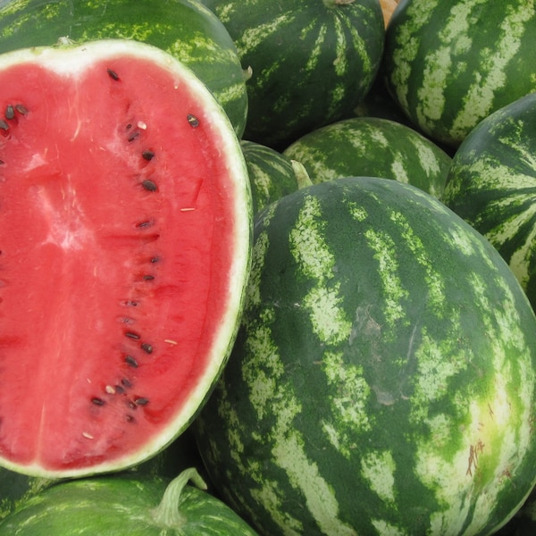 Giant Watermelon - Etsy