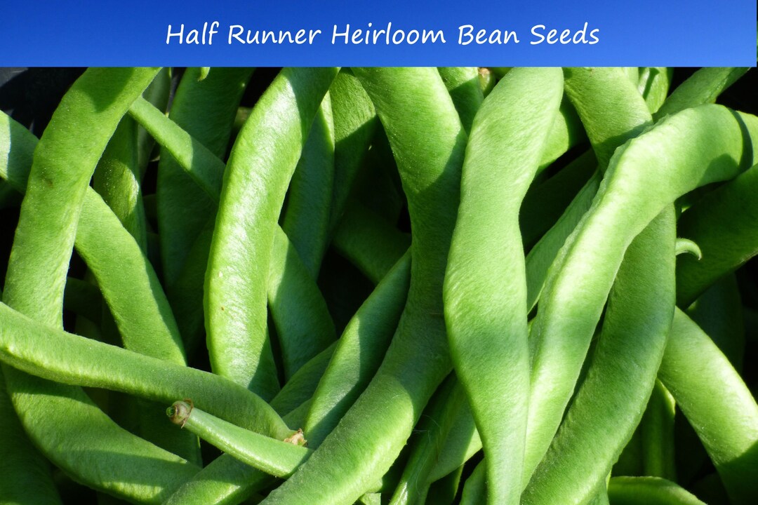 25 Heirloom All Natural White Half Runner Green Bean Seeds - Etsy