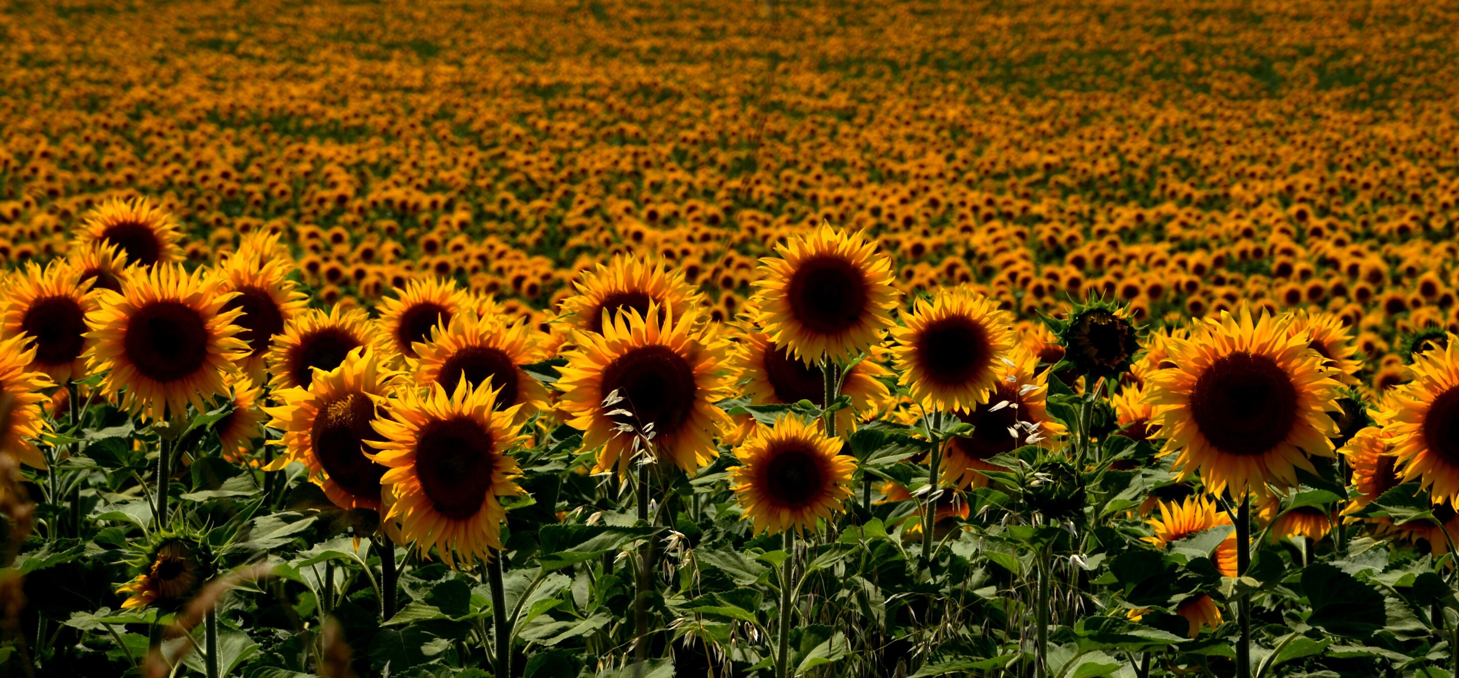 50 Heirloom Black Oil Sunflower Flower Seeds! - Etsy