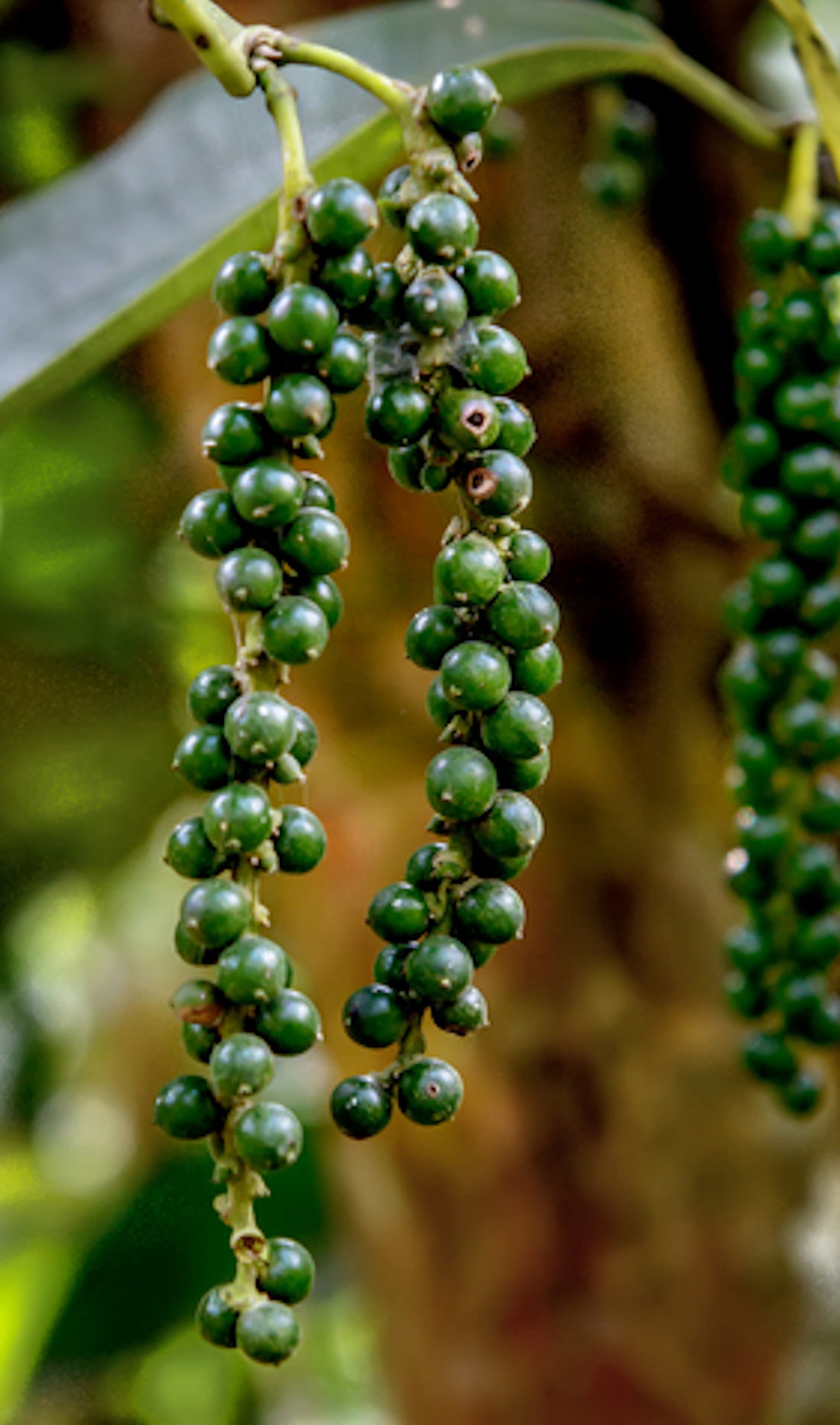 Tropical Seeds Black Pepepr Spice Piper Nigrum 20 Seeds - Etsy