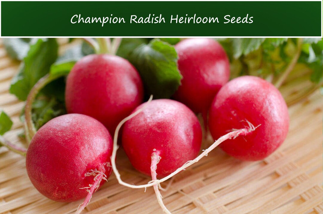 100 Vegetable Seeds -champion Radish-all Natural - A True Champion ...