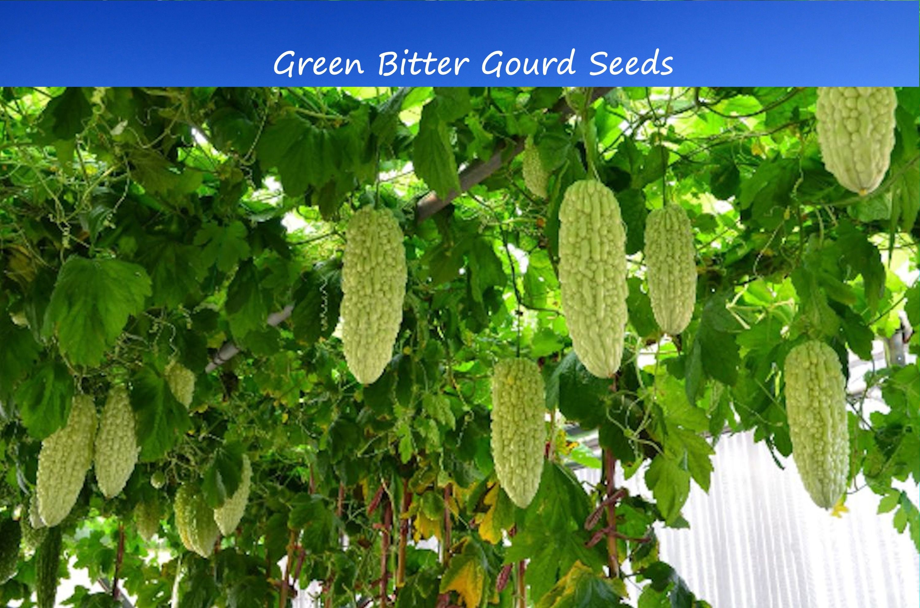 Bitter Gourd Plant Creeper