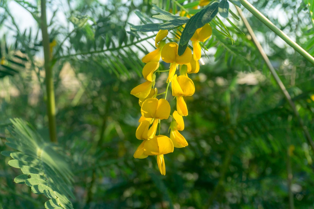 Tropical Seeds -swamp Pea -20 Heirloom Seeds- Ornamental Wildflower ...