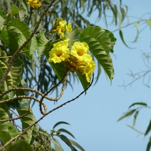 Tropical Seeds-nile Tulip Tree -10 Seeds- -markhamia Lutea-save Big on ...