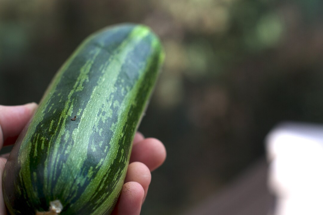 20 Heirloom Cocozelle Zucchini Squash Vegetable Seeds! - Etsy